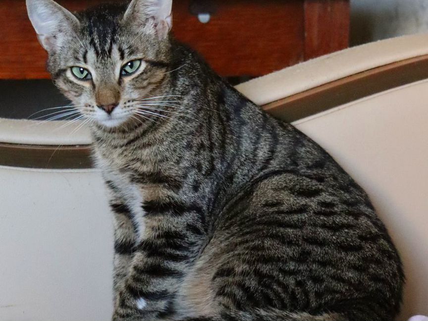 Отдам в добрые руки