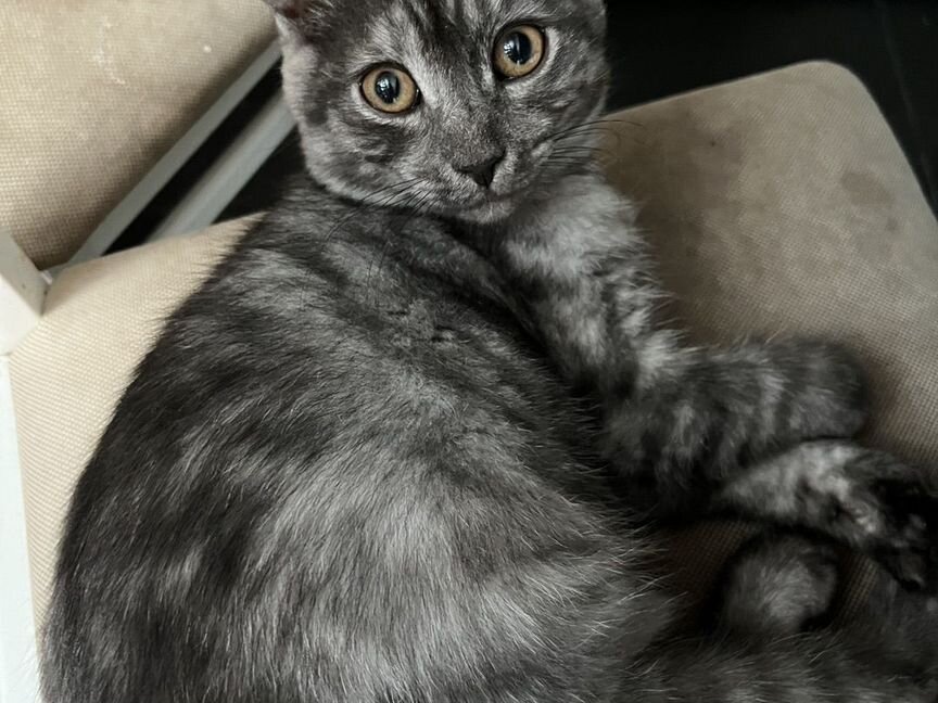 Котик