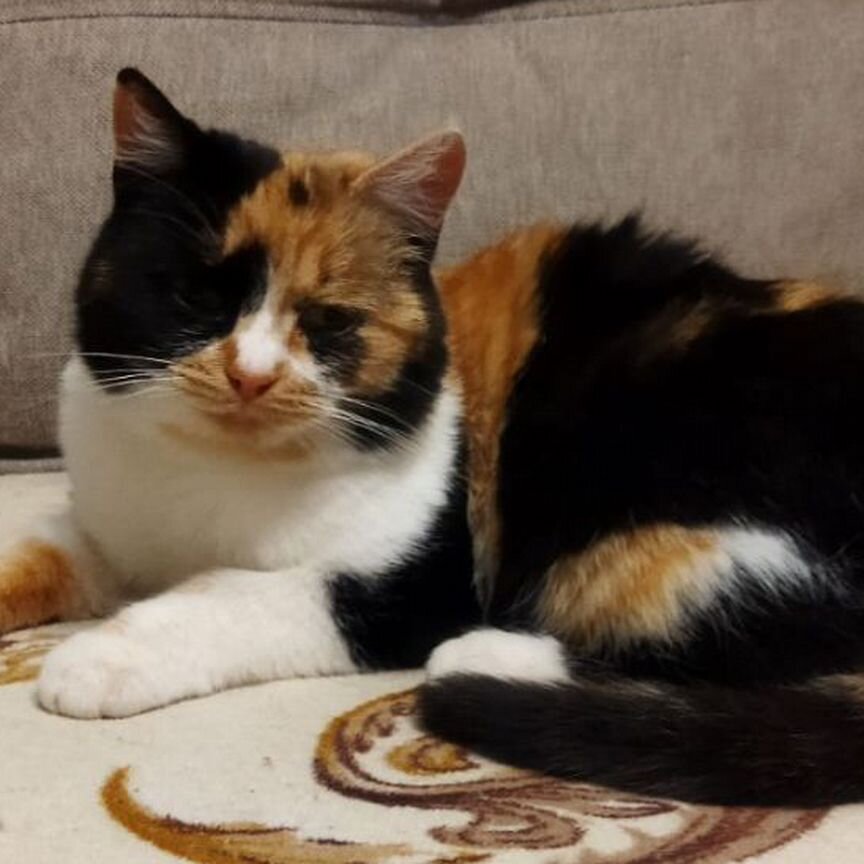 Кошка в добрые руки