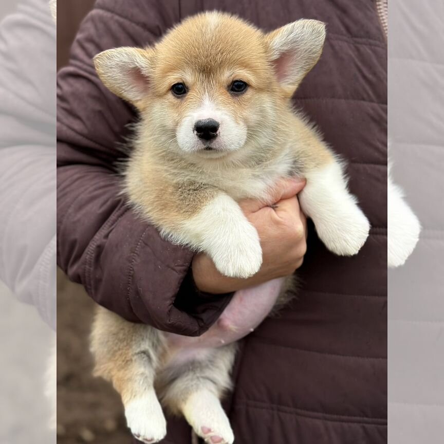 Вельш Корги Пемброк, щенок