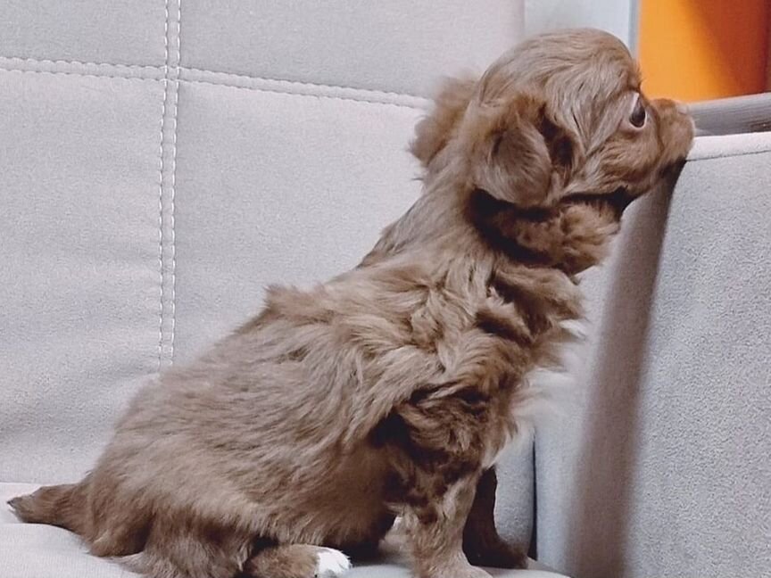 Чихуахуа девочка шоколадка