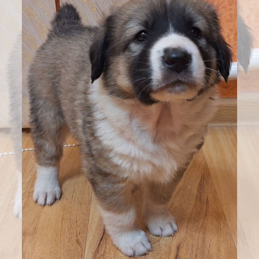 Продаётся щенок Алабая