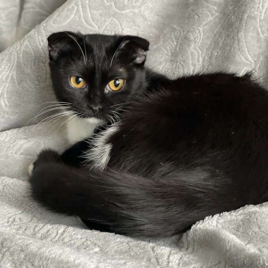 Кошечка ищет дом