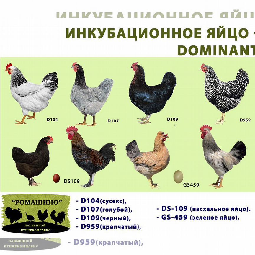 Цыплята Доминант