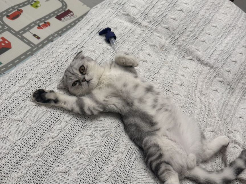 Шотландские котята