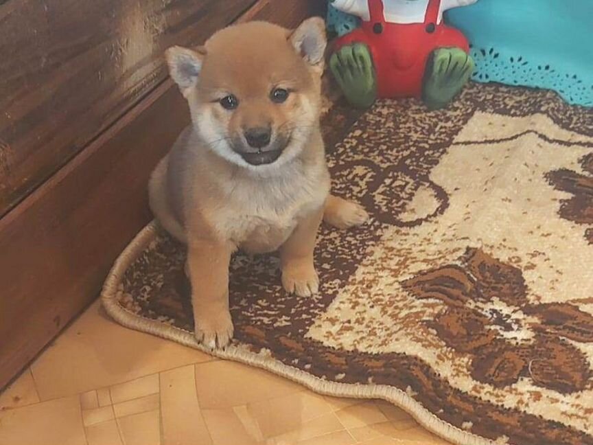 Сиба ину малышы