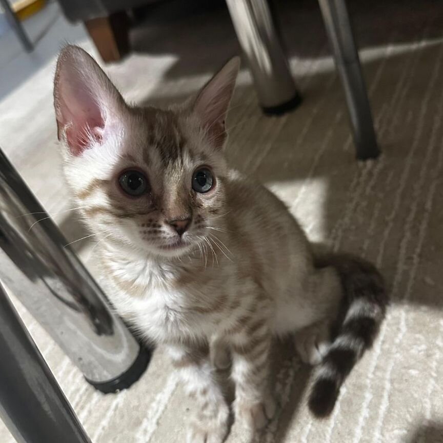 Бенгальская