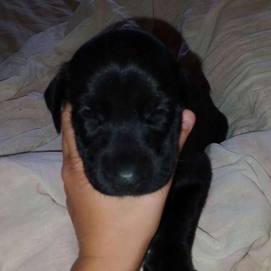 Щенки немецкой легавой