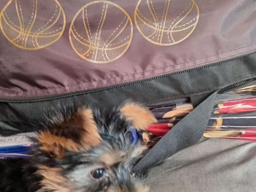 Ершинский терьер