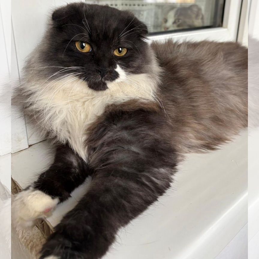 Шотландский вислоухий длинношёрстный кот, взрослый