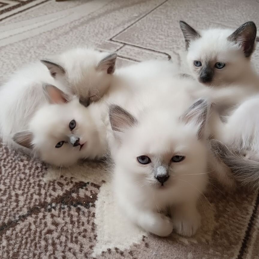 Тайские котята бесплатно