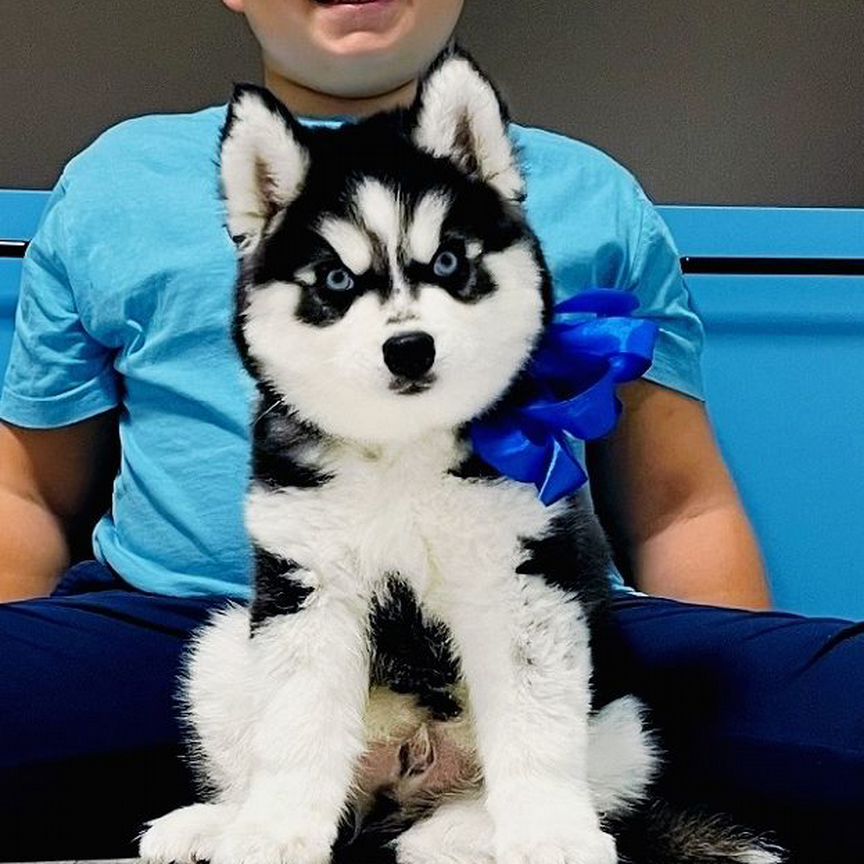 Хаски щенята разных окрасов с документами и клеймо