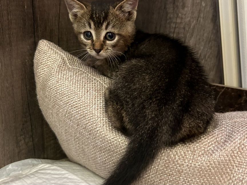 Котенок девочка