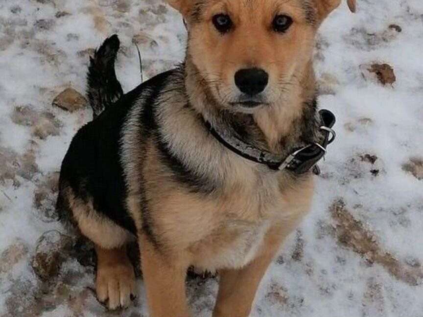 Собака щенок 5 месяцев