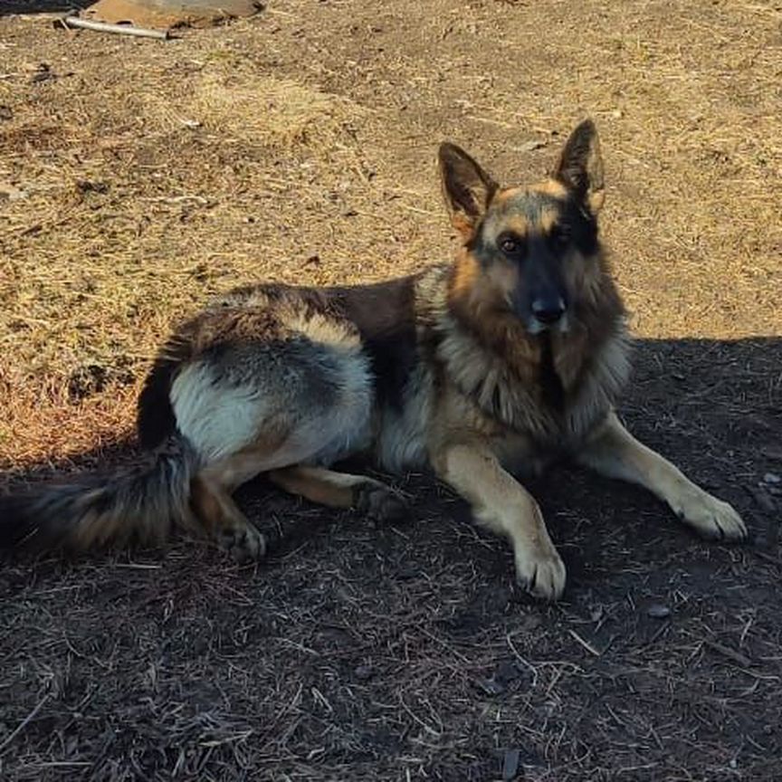 Щенки немецкой овчарки