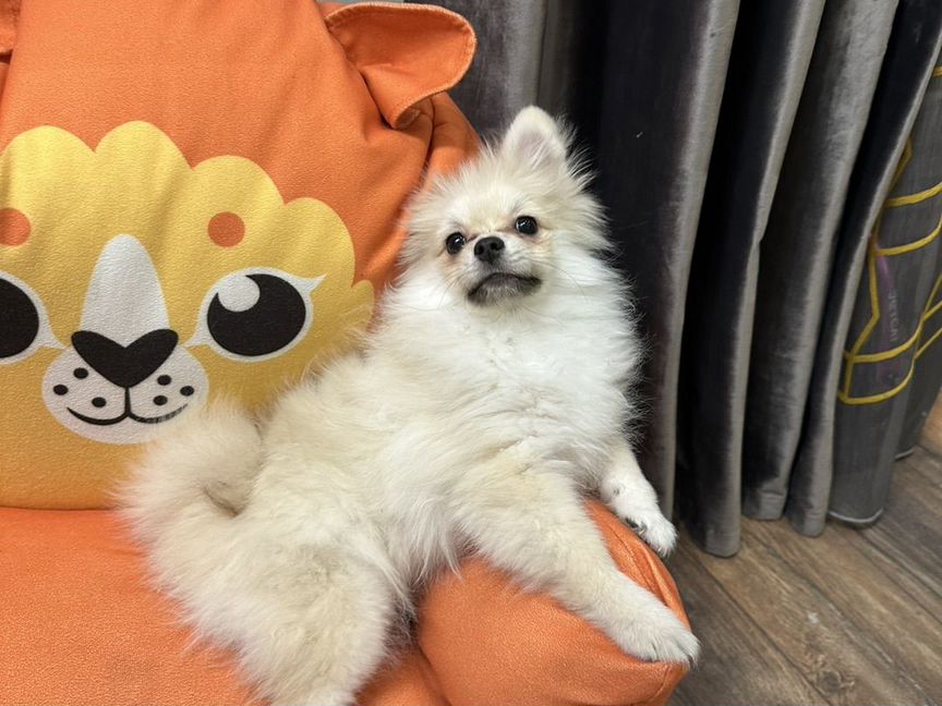 Продаем щенка померанского шпица (4 мес.)