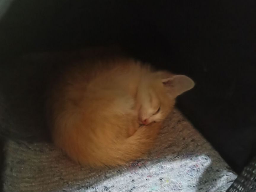 Отдадим котëнка в добрые руки