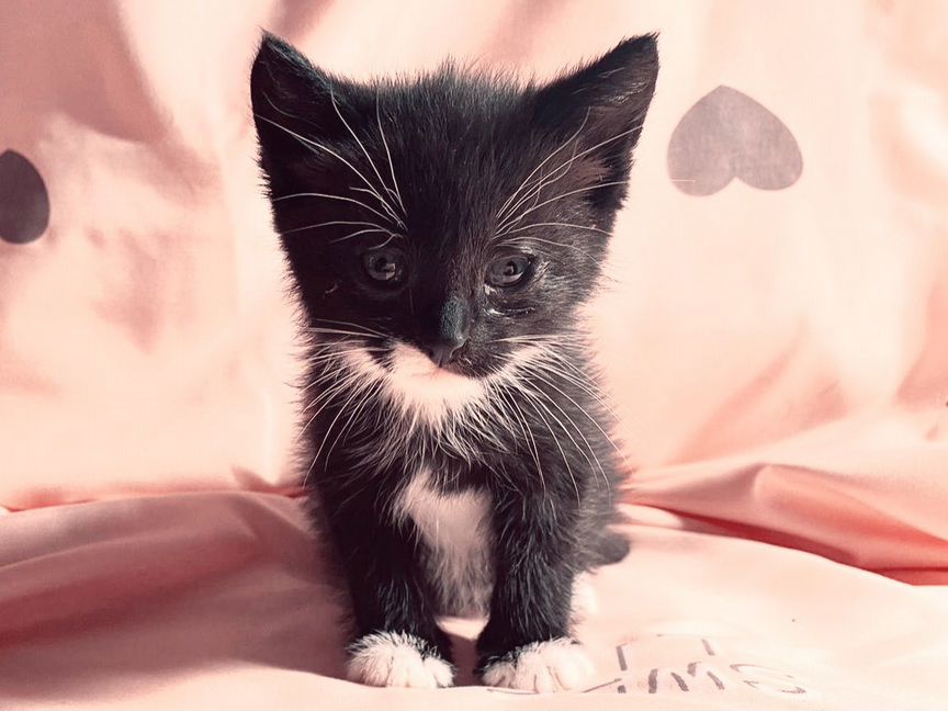 Котенок Брошик