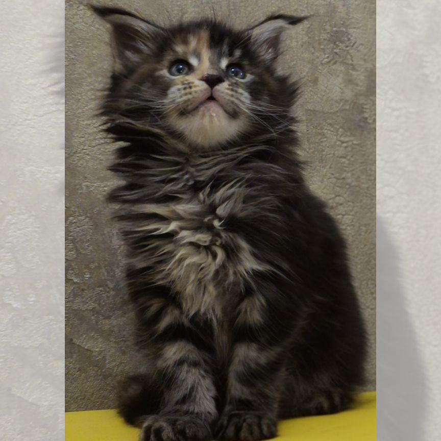 Мейн-кун котёнок