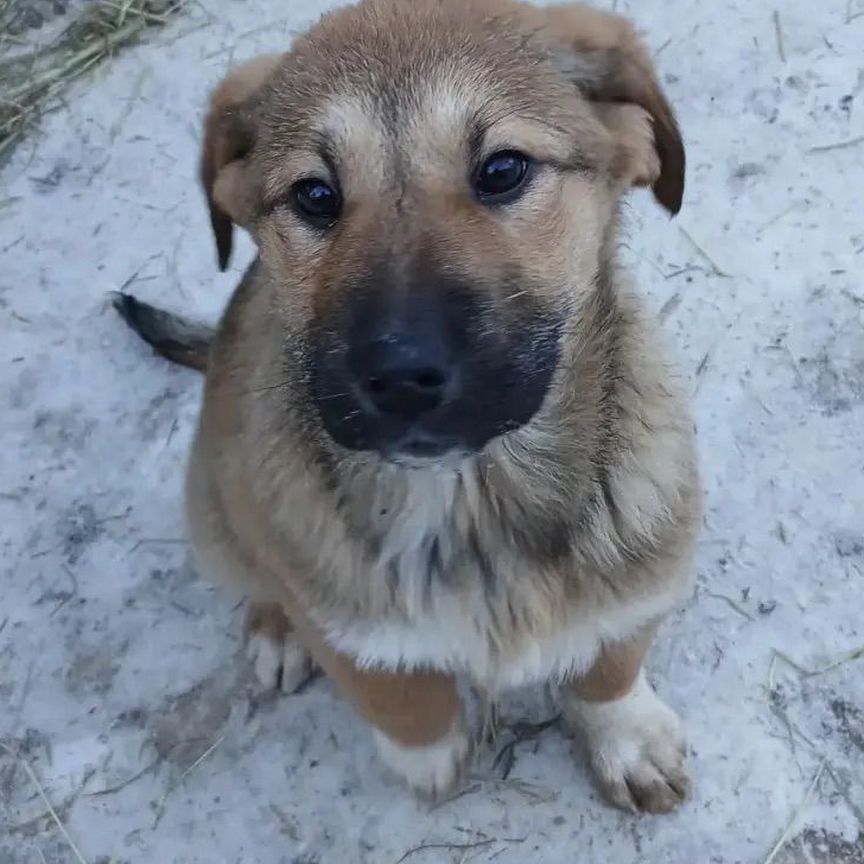 Щенок в добрые руки