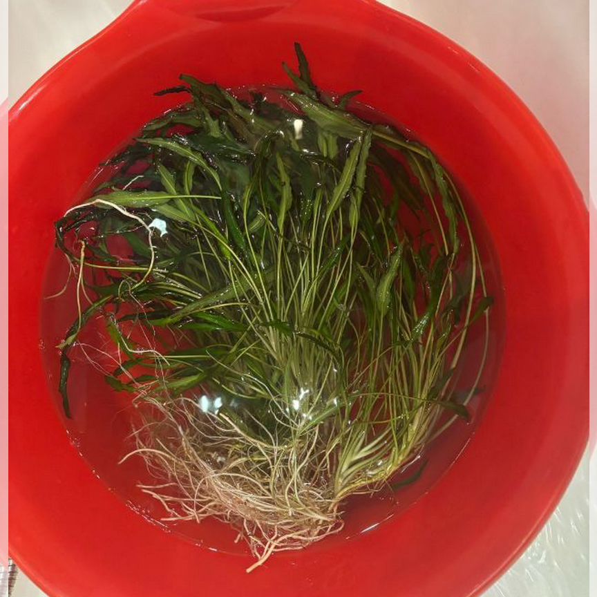 Аквариумное растение криптоуарина