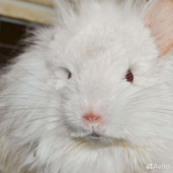 Шиншилла мальчик белорозовая бархатная ангора