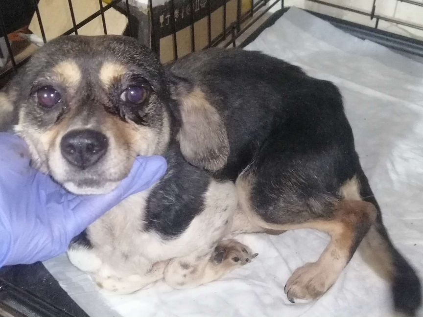 Собака-инвалид Буся