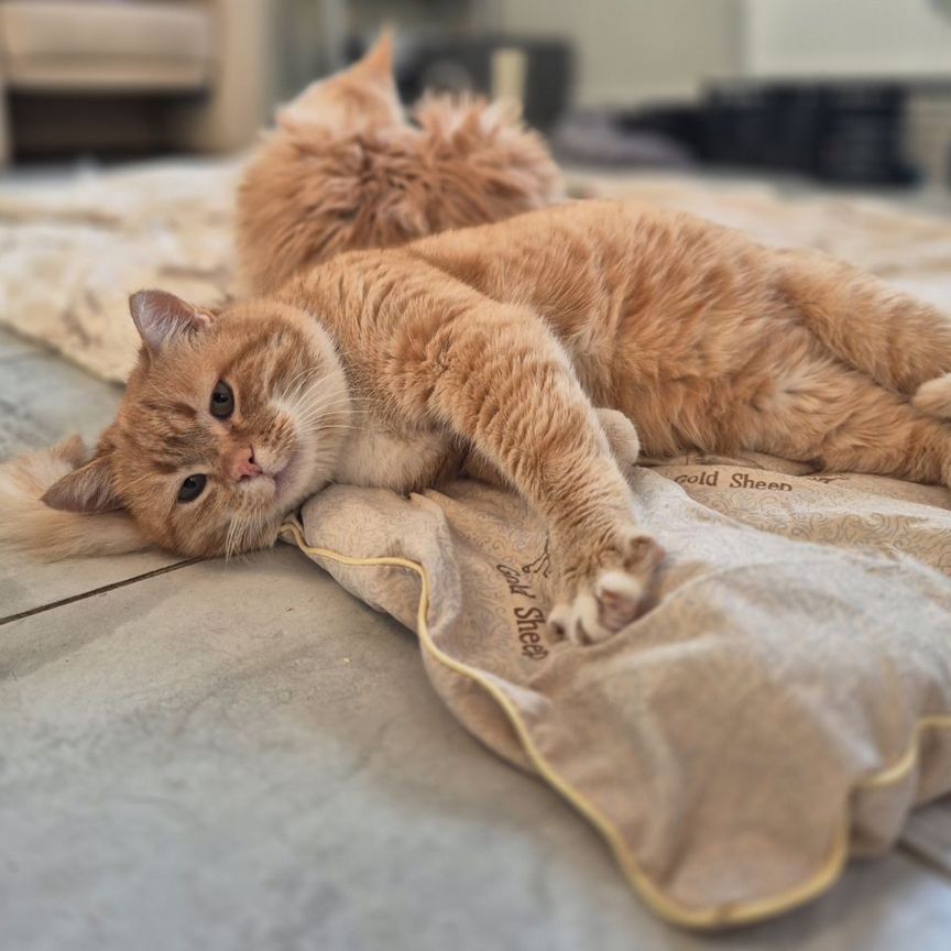 Взрослый кот в добрые руки