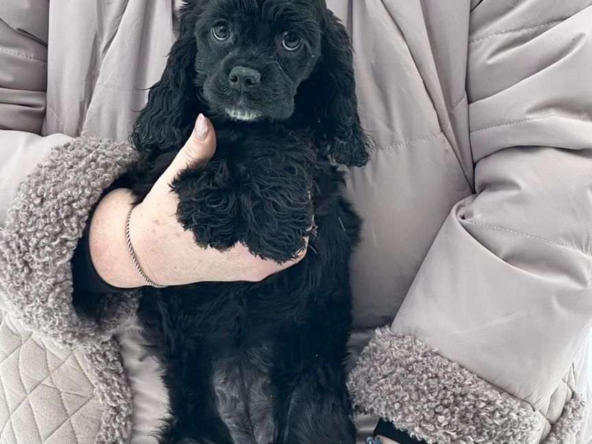 Девочка американского кокер спаниеля