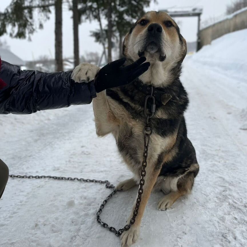 Собака