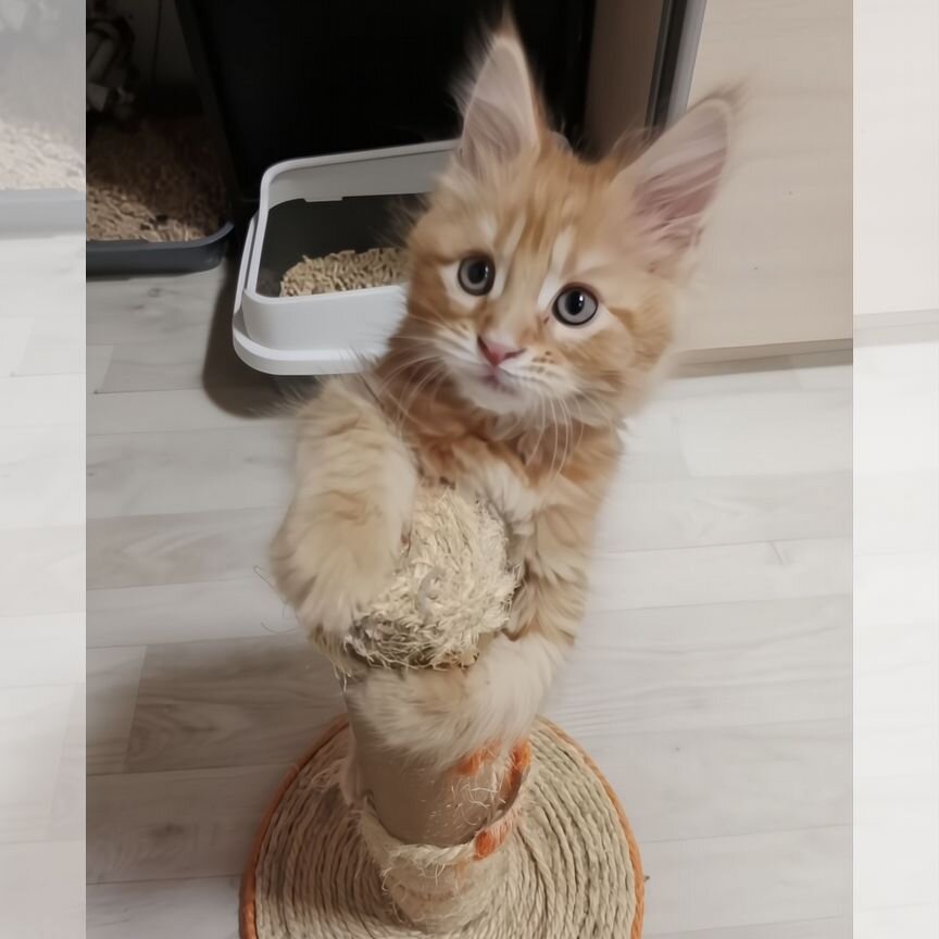 Мейн-кун котёнок