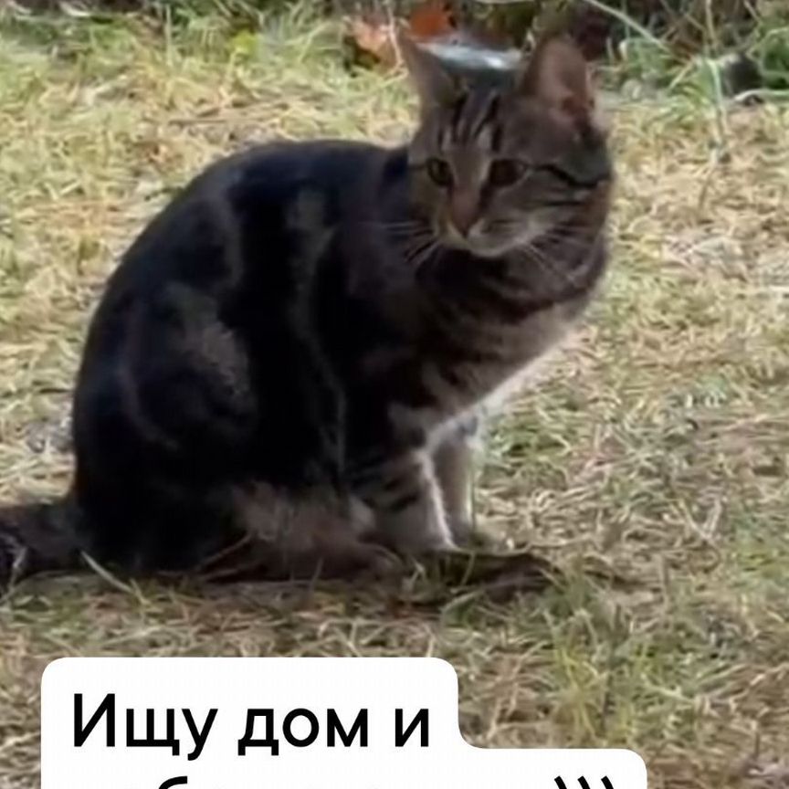 Кошечка ищет дом и добрые ручки