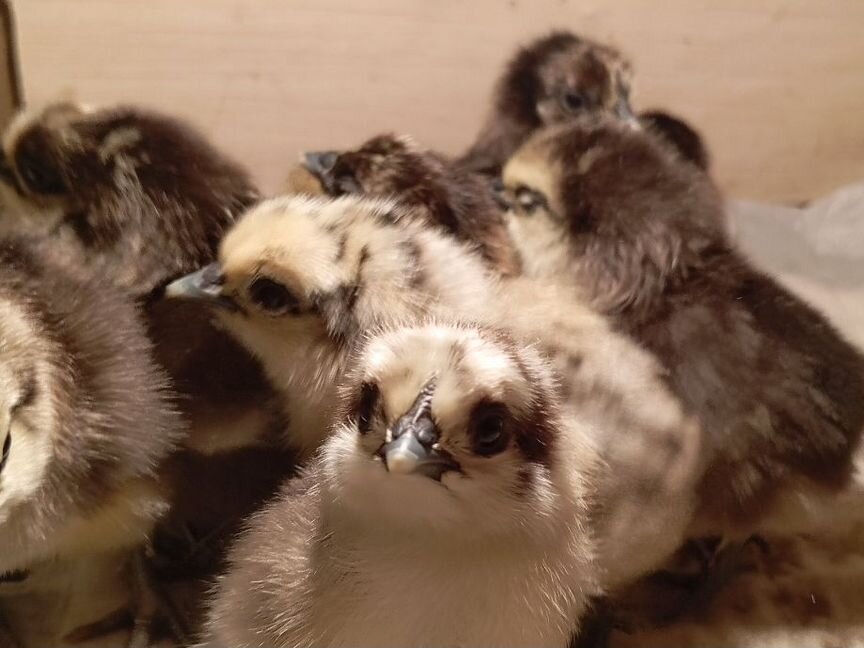 Цыплята лакеданзии серебро