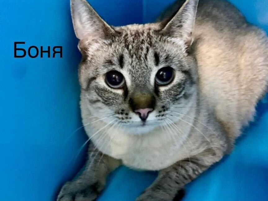 Кошка ищет дом