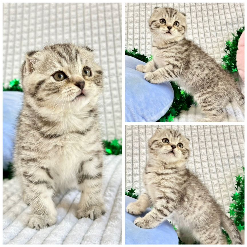 Шотландские котята