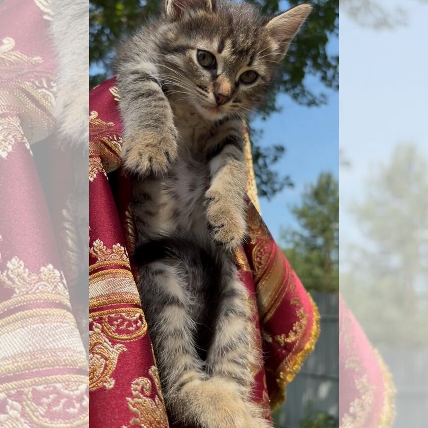 Котенок гладкошерстный девочка