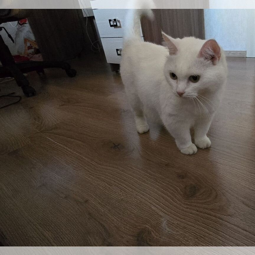Отдадим кошечку