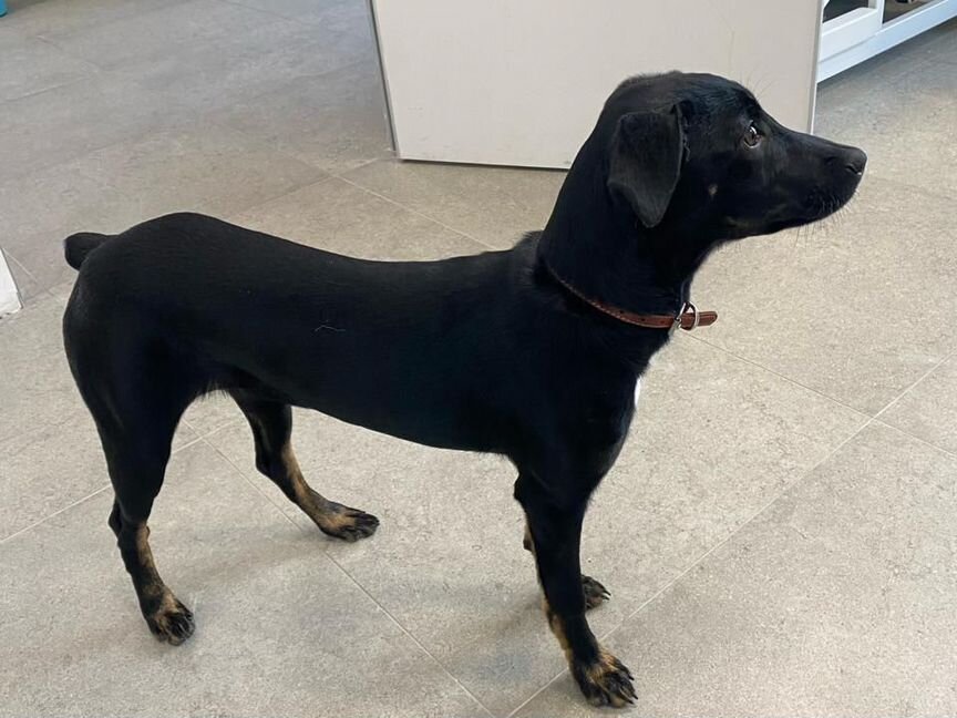 Собака в добрые руки