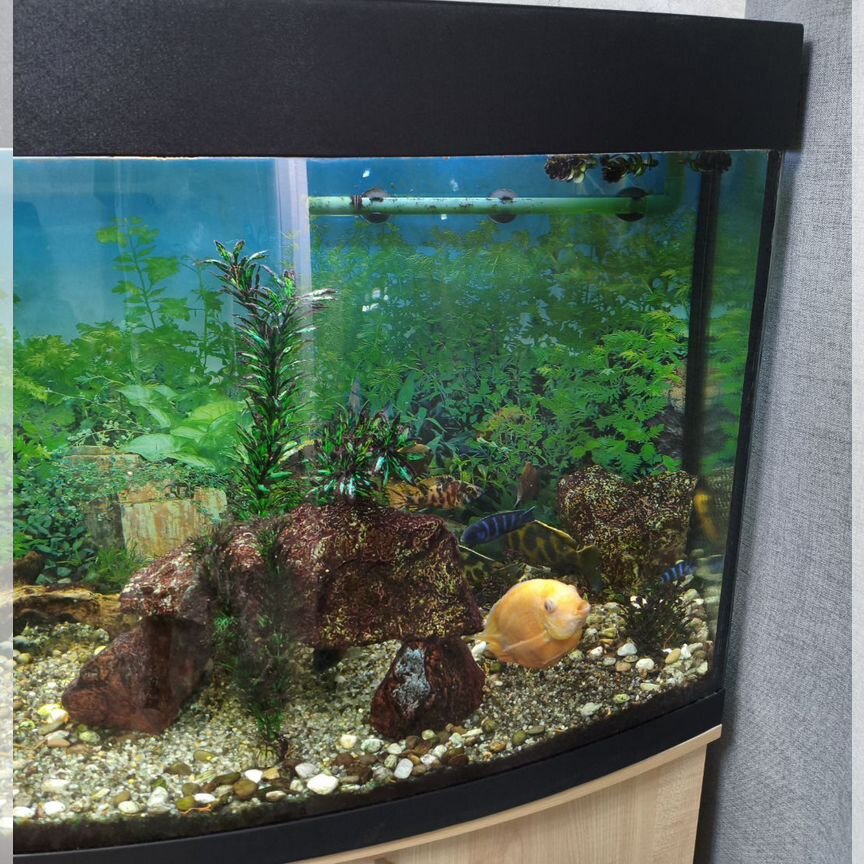 Аквариум с рыбками 350 литров