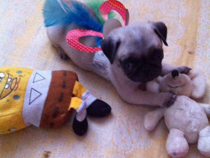 Сладкие мопсятки