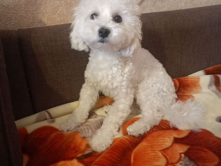 Мальтипу вязка