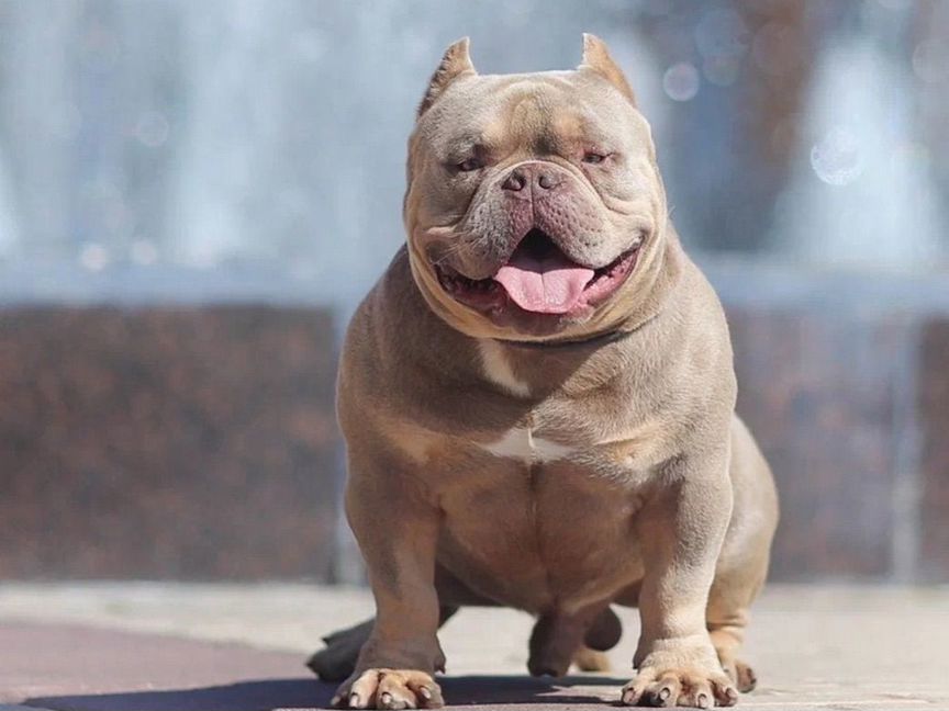 Американский булли вязка