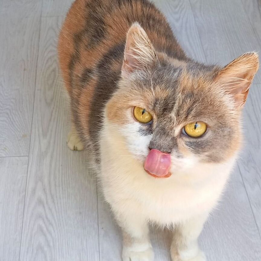 Тетя Мотя ищет дом