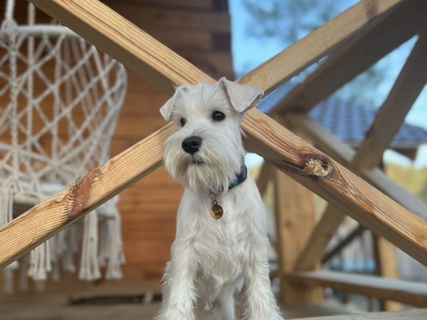 Белый цвергшнауцер