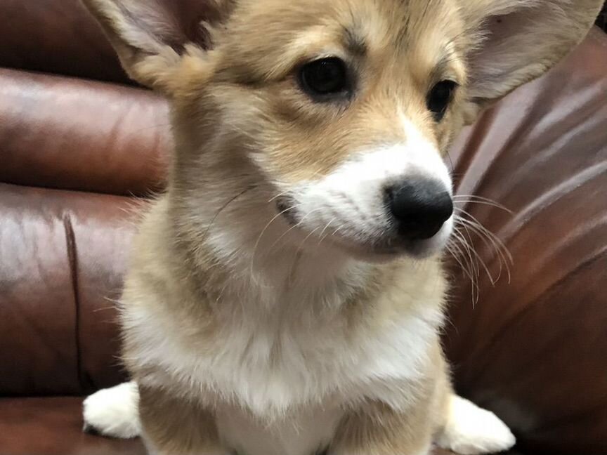 Малышка Вельш Корги Пемброк