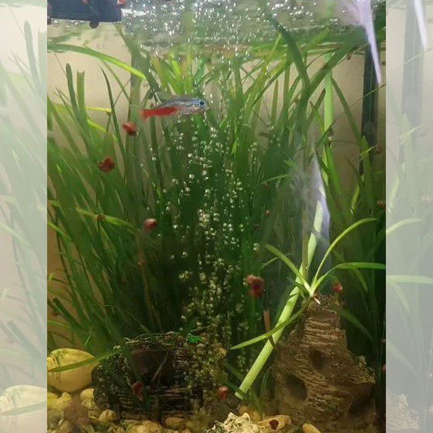 Аквариумные растения