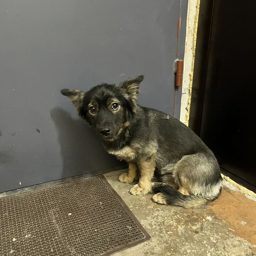 Собака в добрые руки