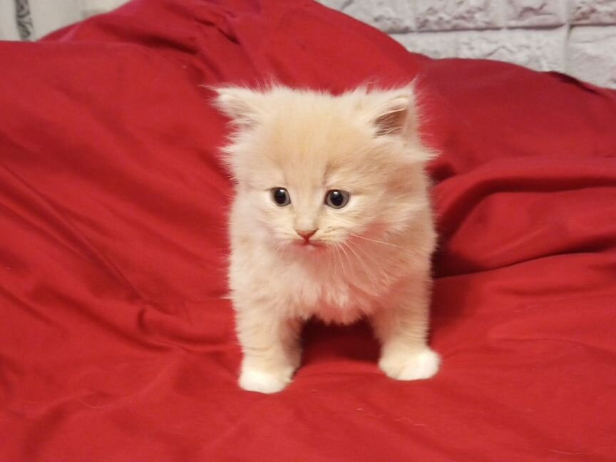 Котенок в добрые руки