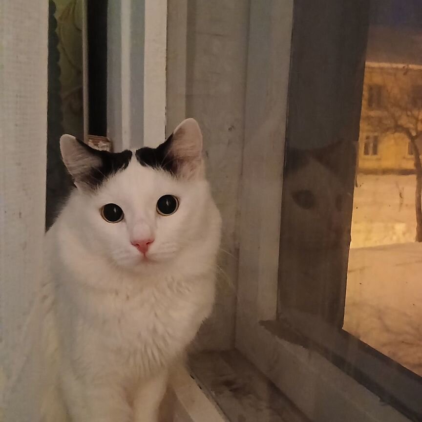 Взрослый кот в добрые руки