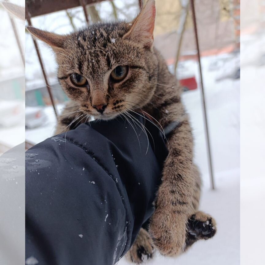 Котёнок в добрые руки